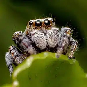 Animals Guide - Lemur Facts and Information