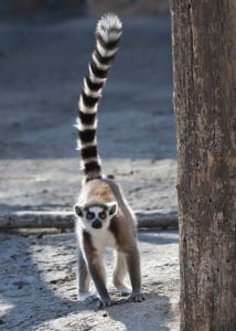 Anatomía del Lémur