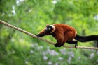 Red Ruffed Lemur - Lemur Facts and Information